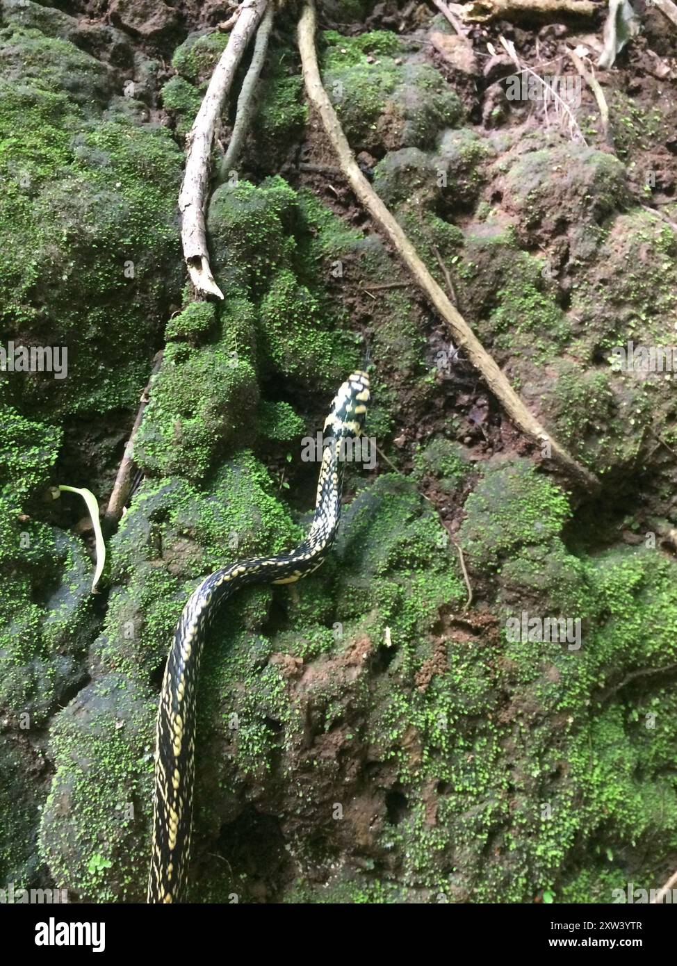 Chicken Snake (Spilotes pullatus) Reptilia Stock Photo - Alamy