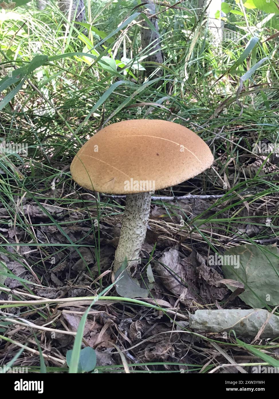 aspen bolete (Leccinum insigne) Fungi Stock Photo - Alamy