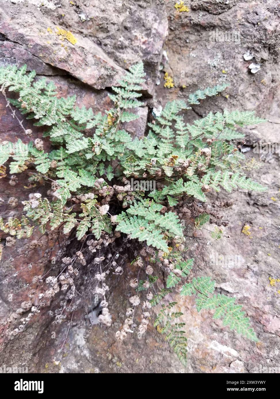 Fee's lip fern (Myriopteris gracilis) Plantae Stock Photo - Alamy