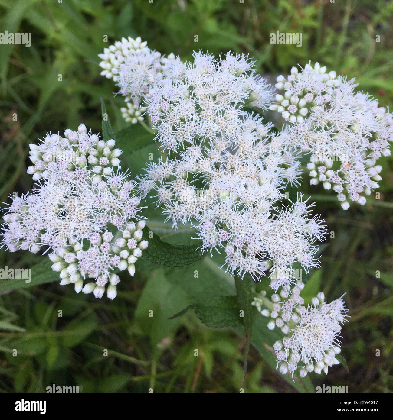 common boneset (Eupatorium perfoliatum) Plantae Stock Photo - Alamy