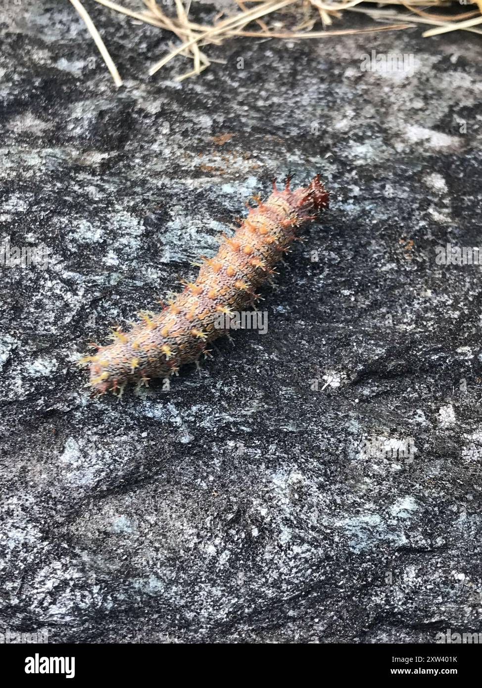 Question Mark (Polygonia interrogationis) Insecta Stock Photo - Alamy