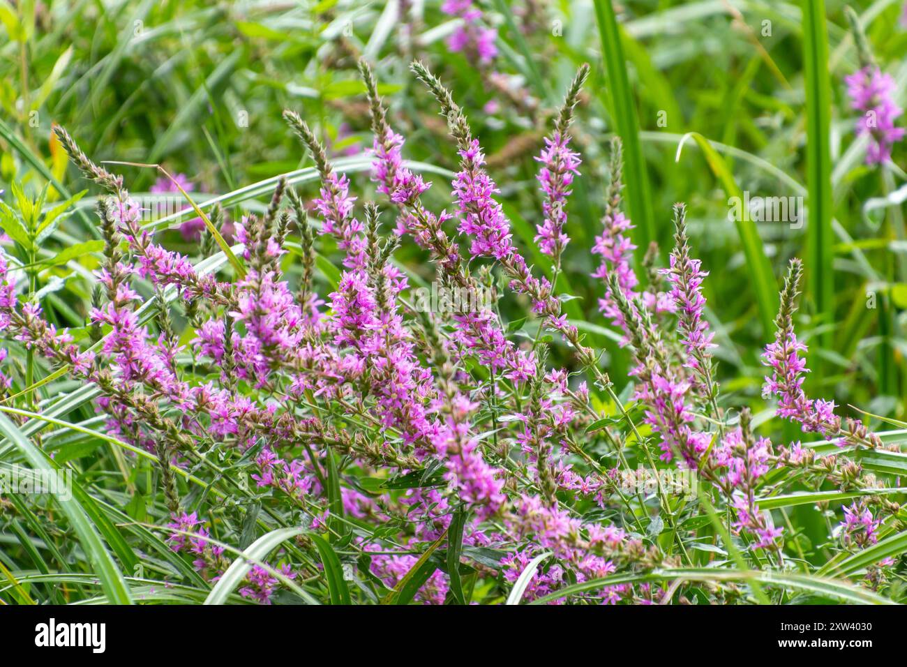 Beautiful pink flowers of Lythrum salicaria. purple loosestrife. spiked ...