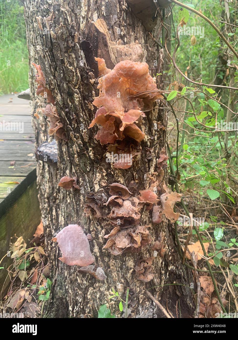 Wood ear fungi (Auricularia) Fungi Stock Photo - Alamy