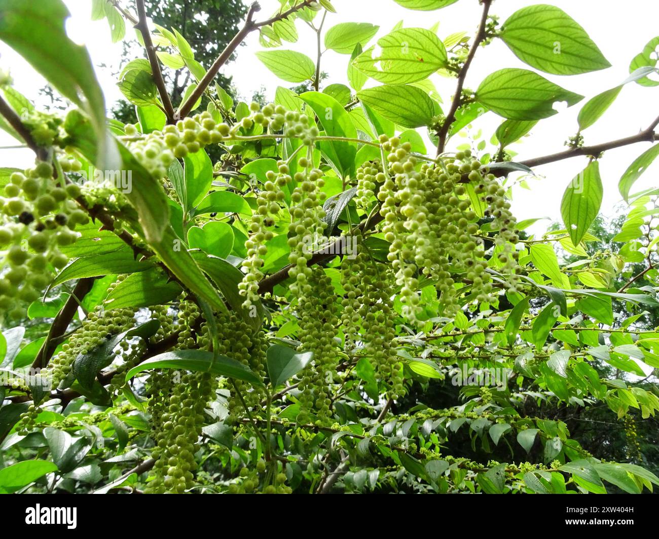Fiveleaf Yam (Dioscorea pentaphylla) Plantae Stock Photo - Alamy