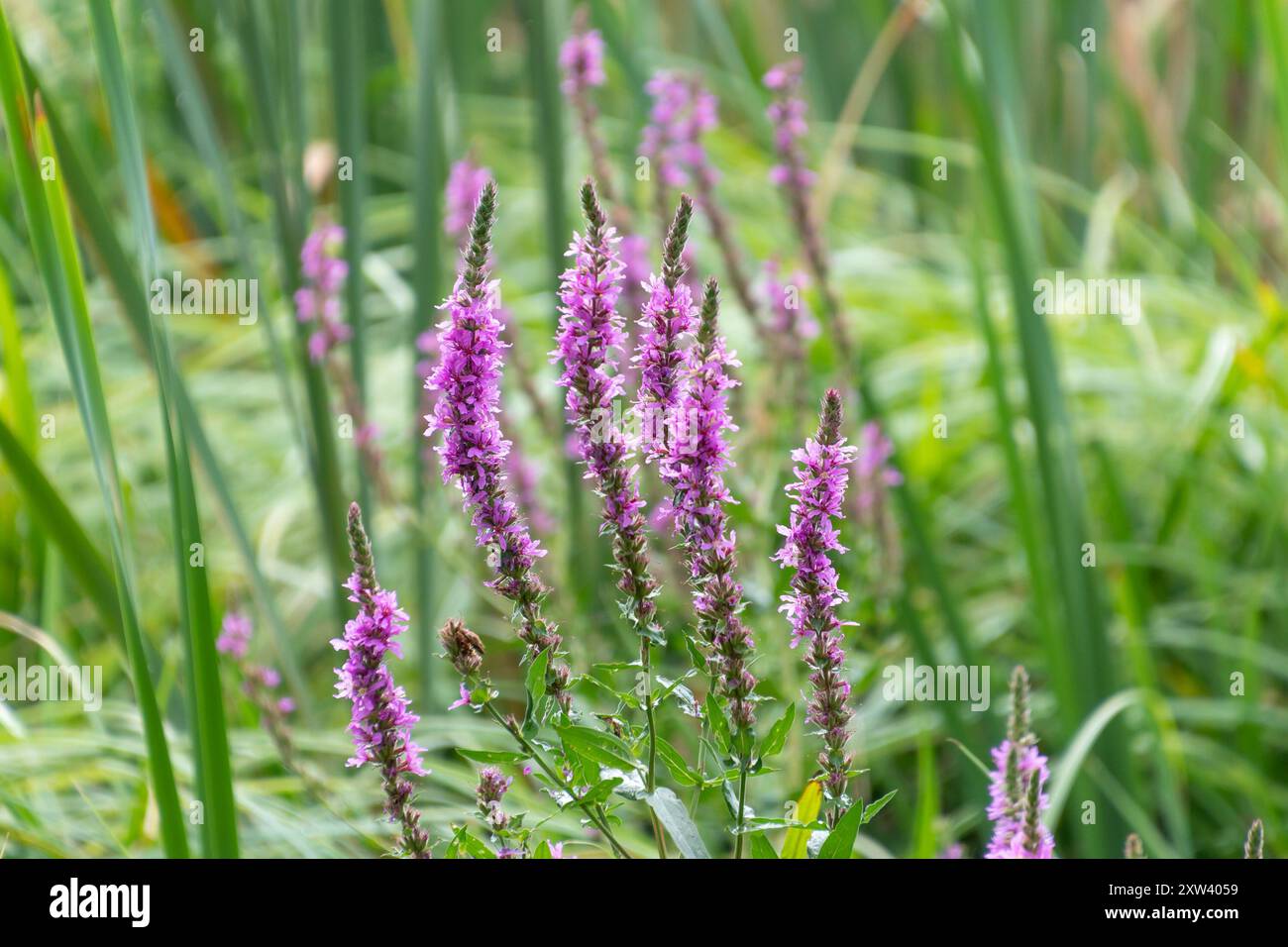 Beautiful pink flowers of Lythrum salicaria. purple loosestrife. spiked ...