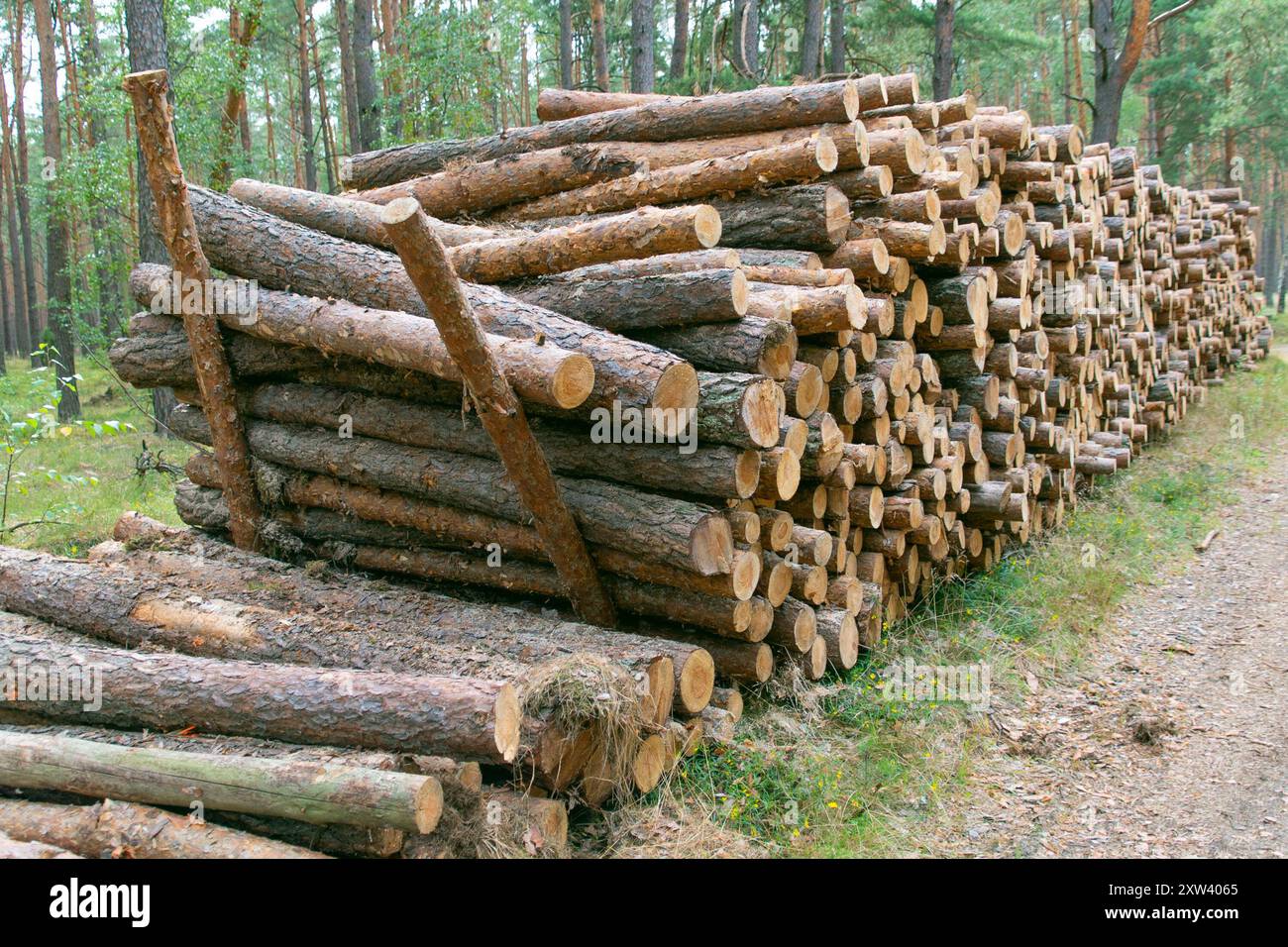 Freshly cut pine wood hi-res stock photography and images - Alamy