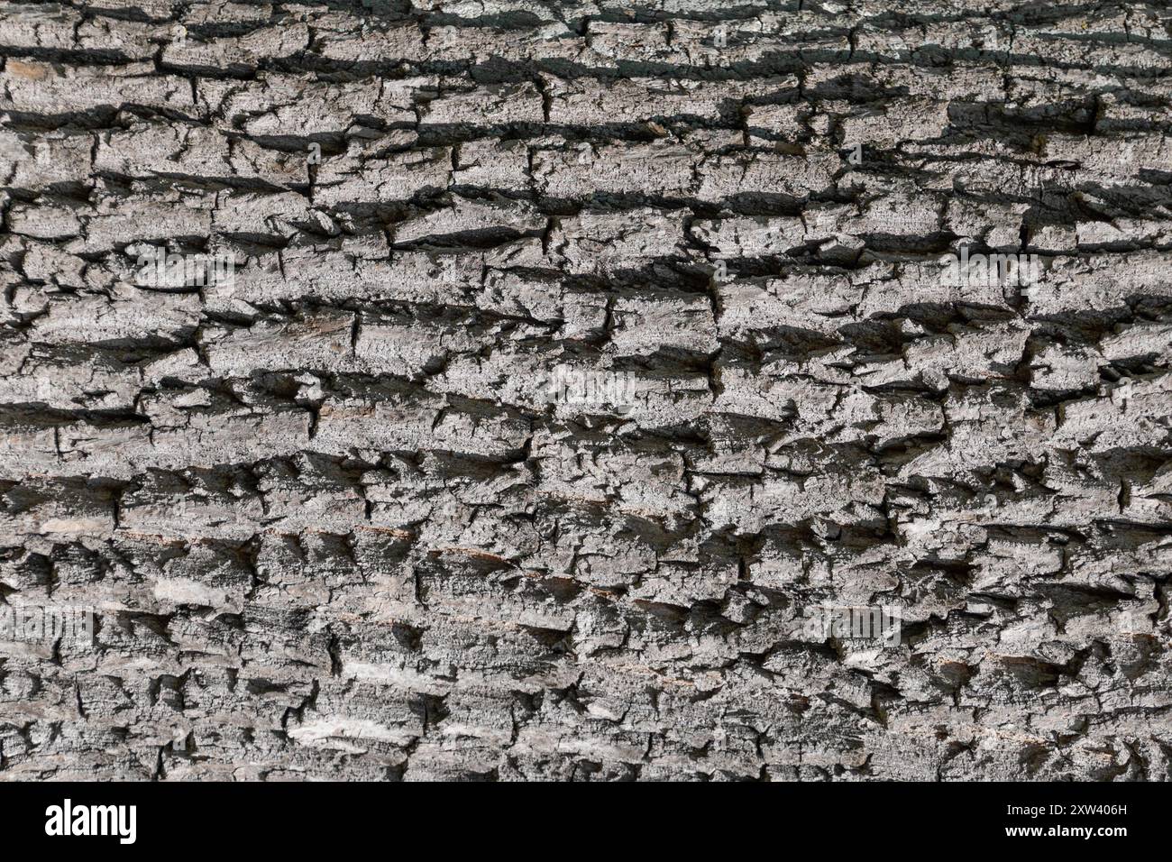 Tree trunk, close-up. Tree bark texture. Natural background. The rough, cracked surface of tree ...