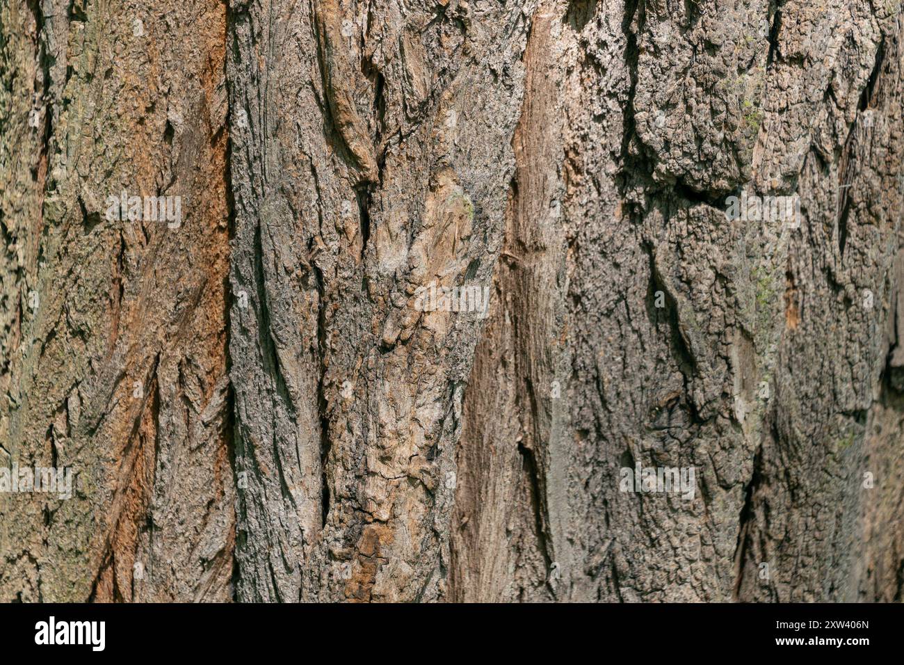 Tree trunk, close-up. Tree bark texture. Natural background. The rough, cracked surface of tree ...