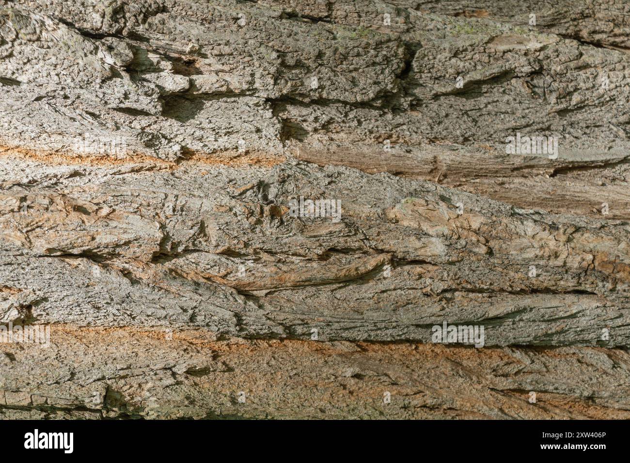 Tree trunk, close-up. Tree bark texture. Natural background. The rough, cracked surface of tree ...
