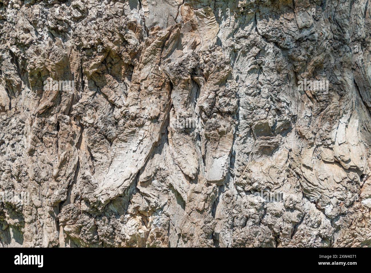 Tree trunk, close-up. Tree bark texture. Natural background. The rough, cracked surface of tree ...