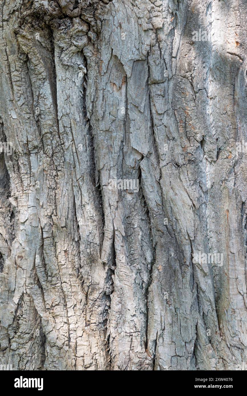 Tree trunk, close-up. Tree bark texture. Natural background. The rough, cracked surface of tree ...