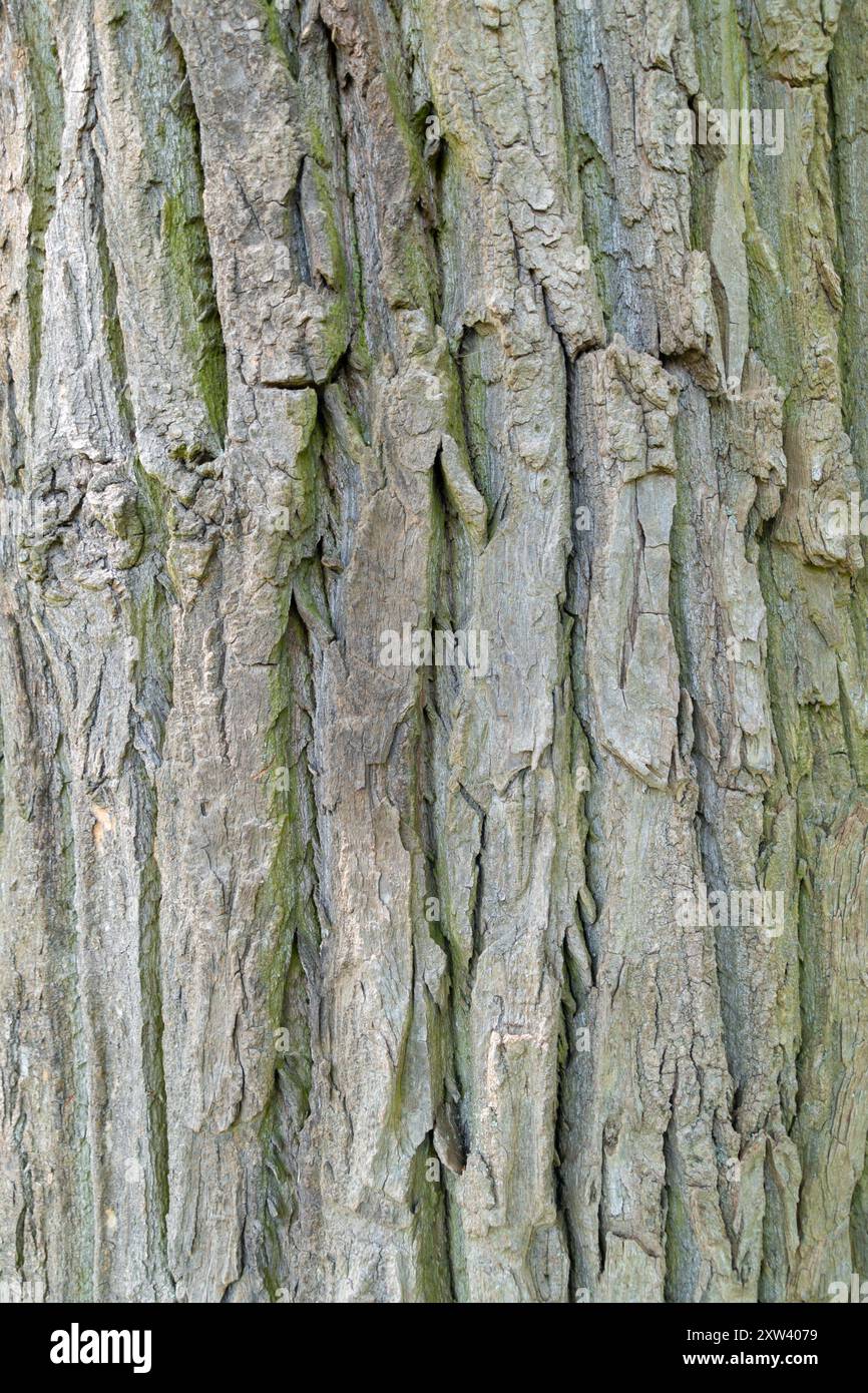 Tree trunk, close-up. Tree bark texture. Natural background. The rough, cracked surface of tree ...