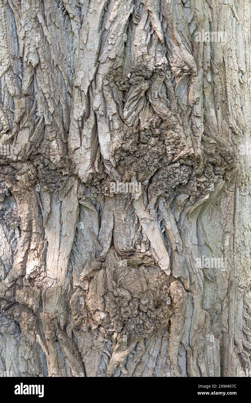Tree trunk, close-up. Tree bark texture. Natural background. The rough, cracked surface of tree ...