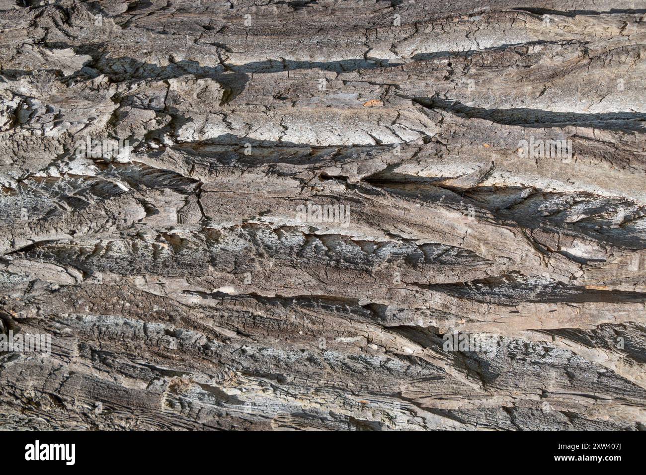 Tree trunk, close-up. Tree bark texture. Natural background. The rough, cracked surface of tree ...