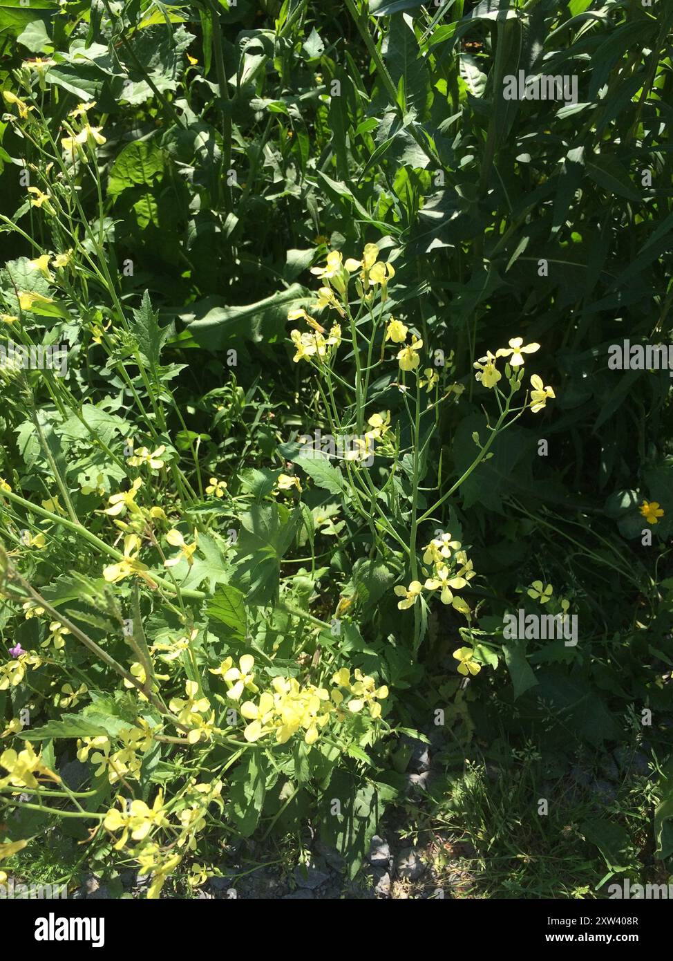 Jointed Charlock (Raphanus raphanistrum) Plantae Stock Photo - Alamy
