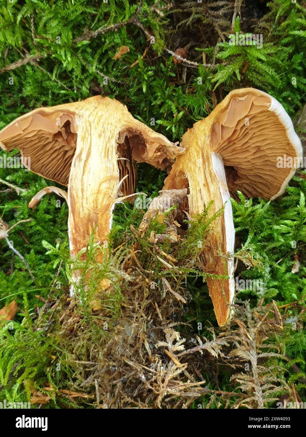 Cortinarius traganus hi-res stock photography and images - Alamy