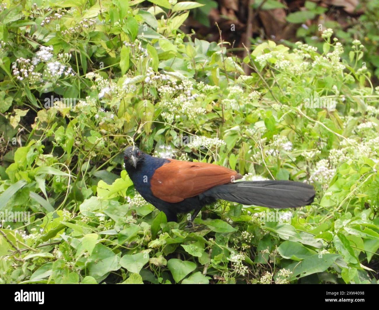 Greater Coucal (Centropus sinensis) Aves Stock Photo - Alamy