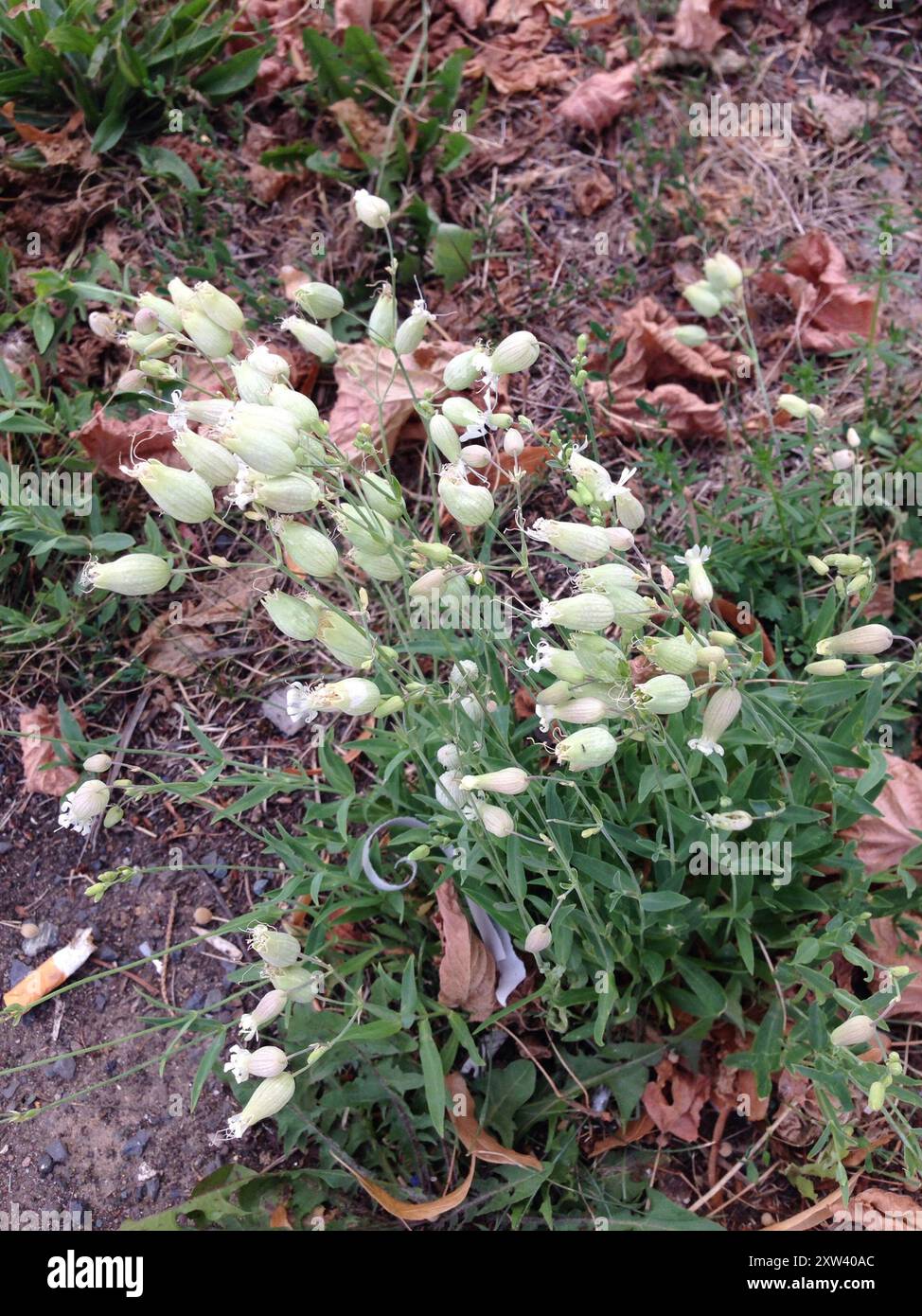 bladder campion (Silene vulgaris) Plantae Stock Photo - Alamy
