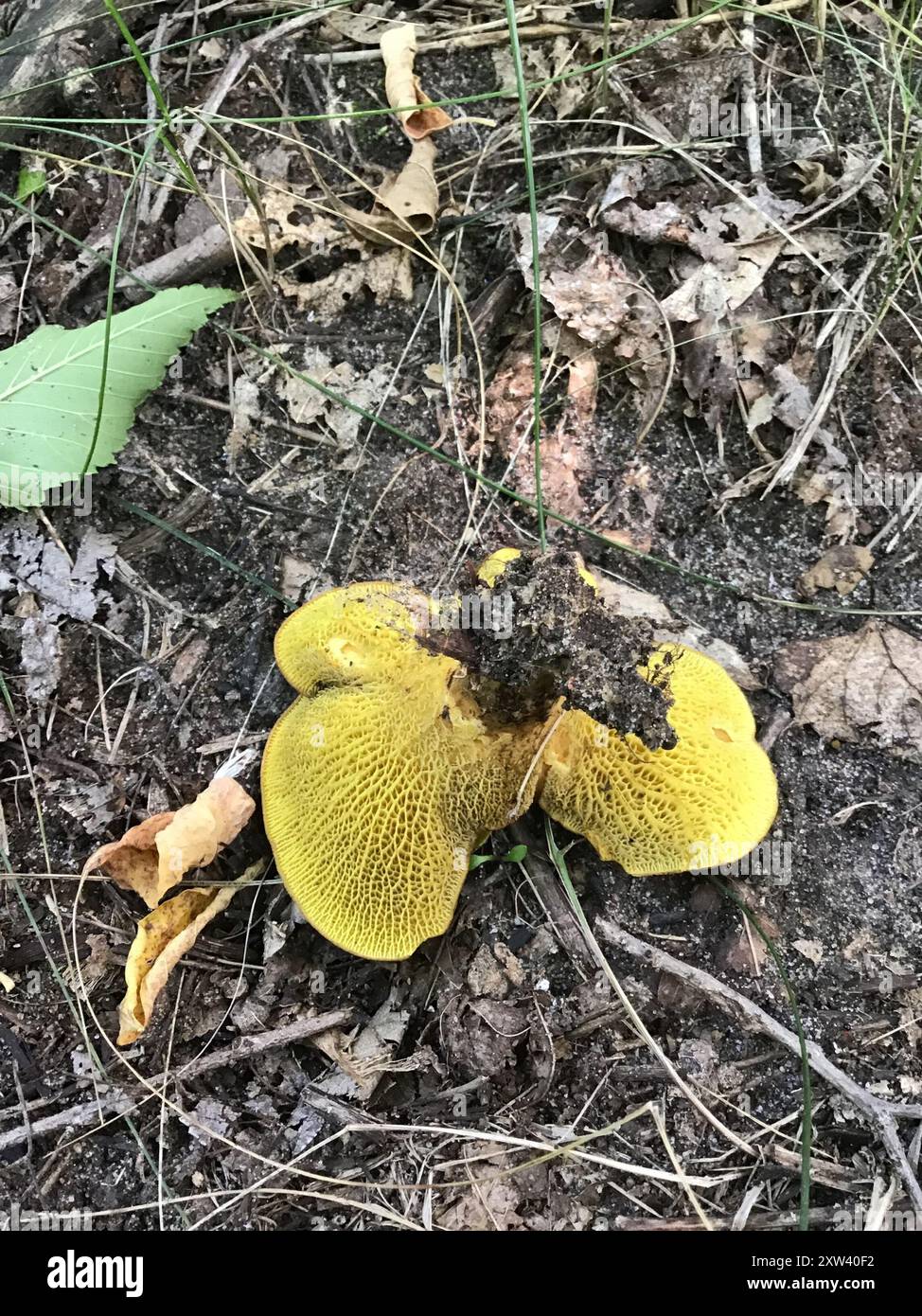 ash-tree bolete (Boletinellus merulioides) Fungi Stock Photo - Alamy