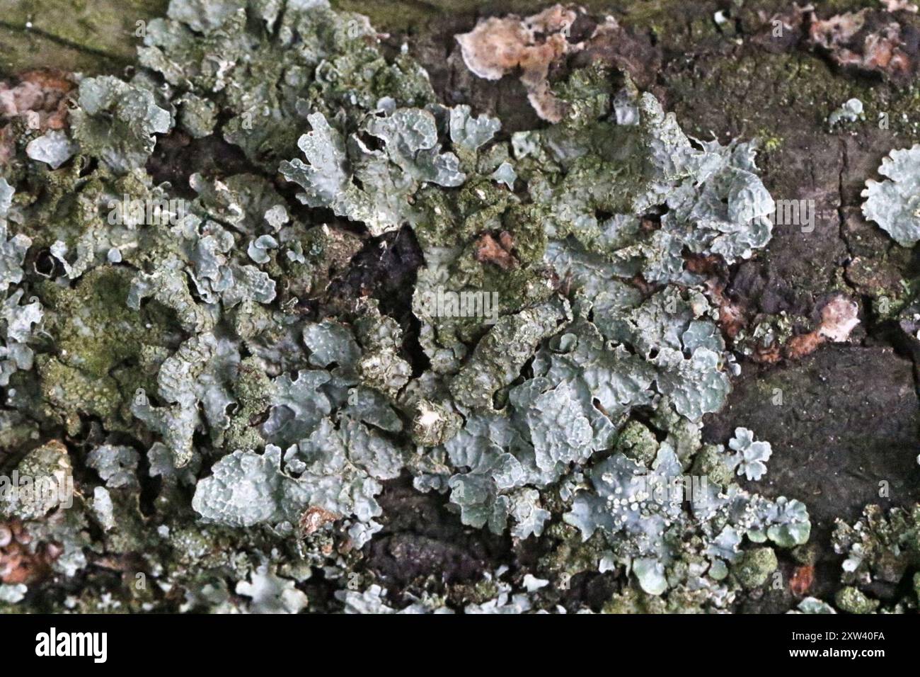 shield lichen (Parmelia sulcata) Fungi Stock Photo - Alamy