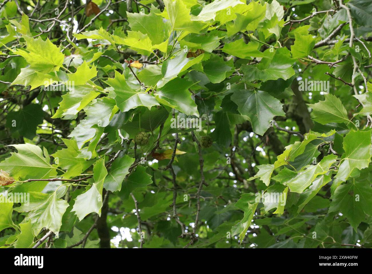 London Plane (Platanus × hispanica) Plantae Stock Photo - Alamy
