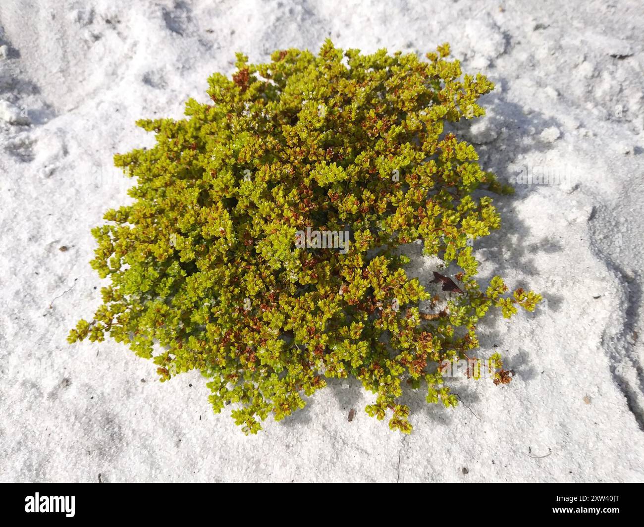paper-like nailwort (Paronychia chartacea chartacea) Plantae Stock ...