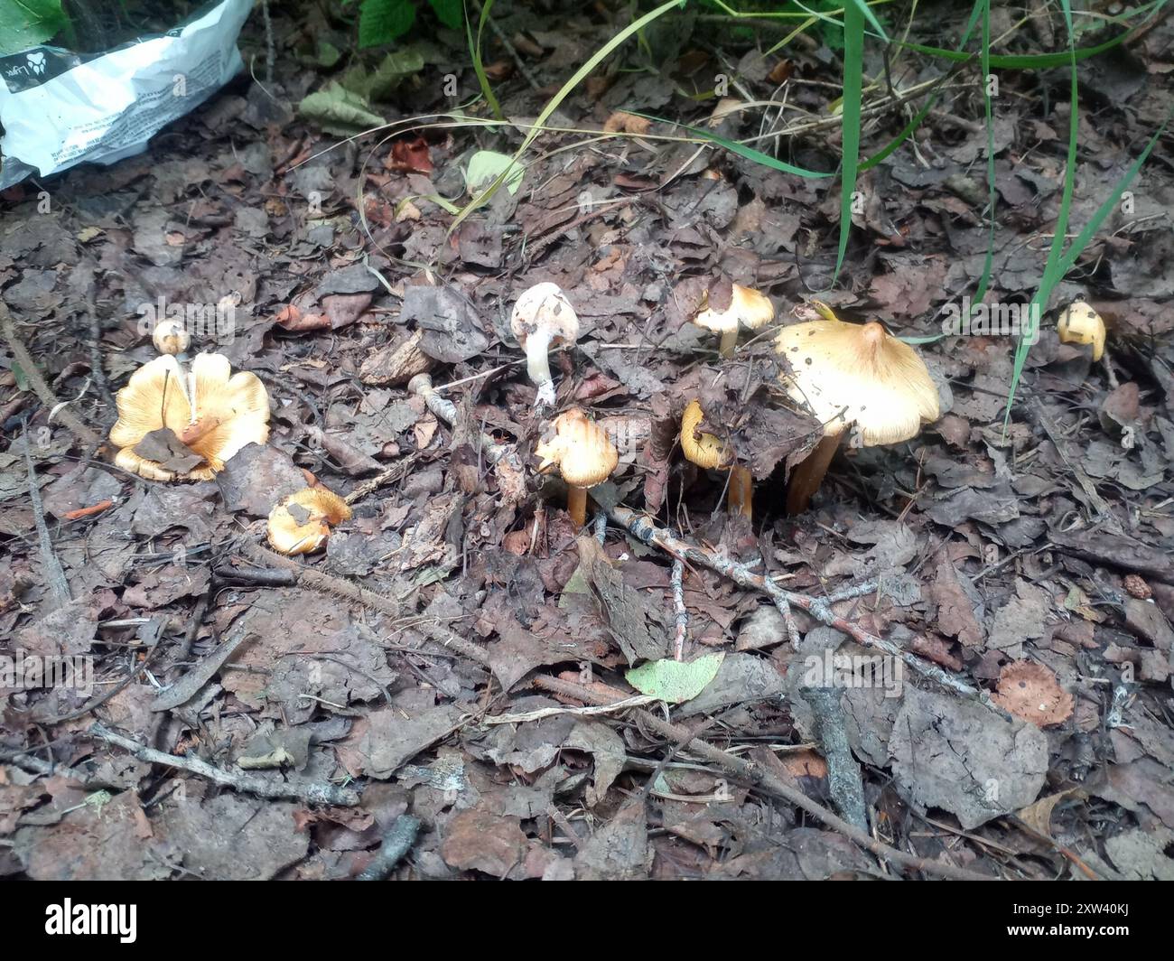 Fibercaps and Allies (Inocybaceae) Fungi Stock Photo - Alamy