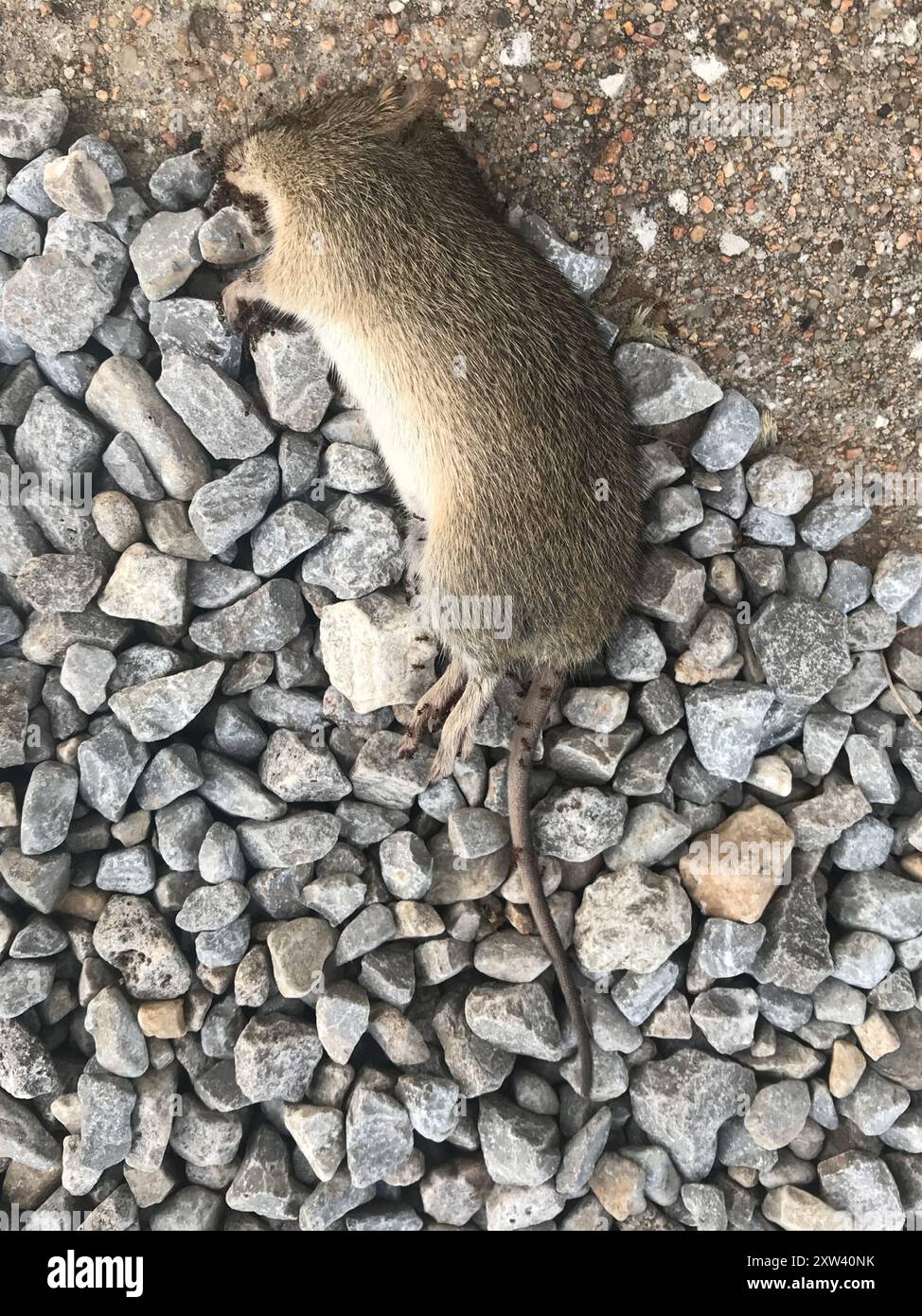Hispid cotton rat sigmodon hispidus hi-res stock photography and images ...