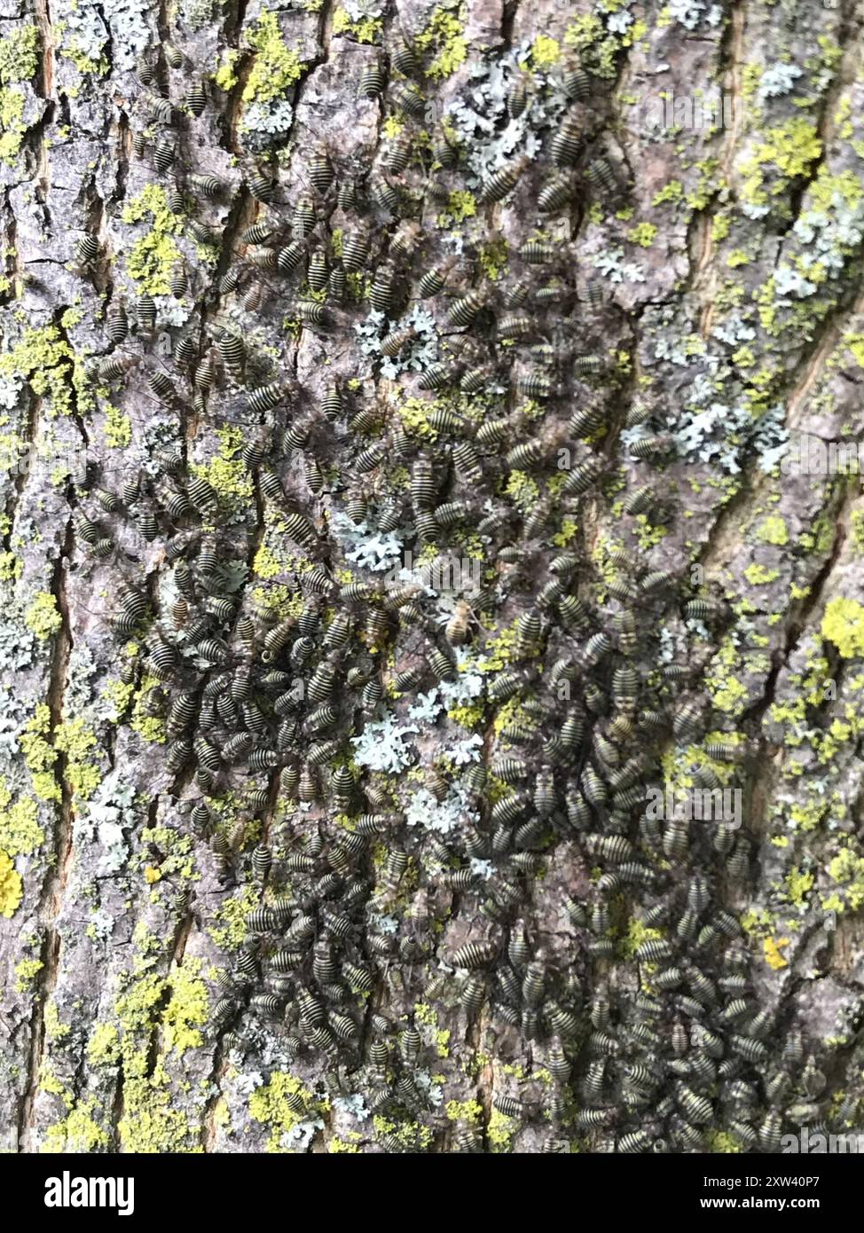 Tree Cattle (Cerastipsocus venosus) Insecta Stock Photo - Alamy