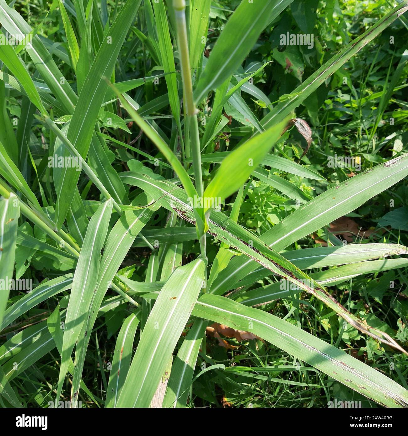 Johnson grass (Sorghum halepense) Plantae Stock Photo - Alamy
