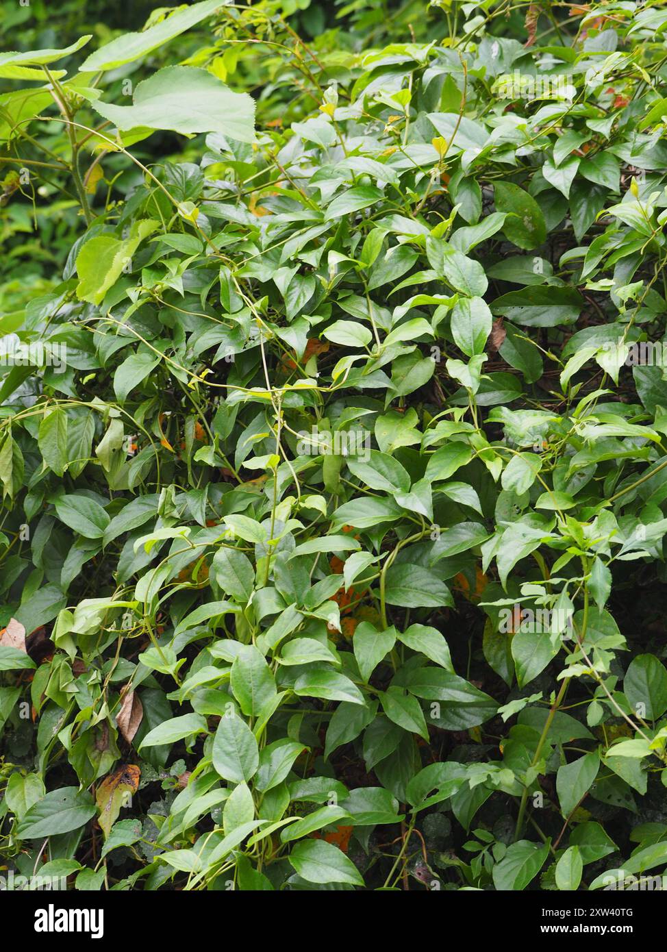 Paederia foetida hi-res stock photography and images - Alamy