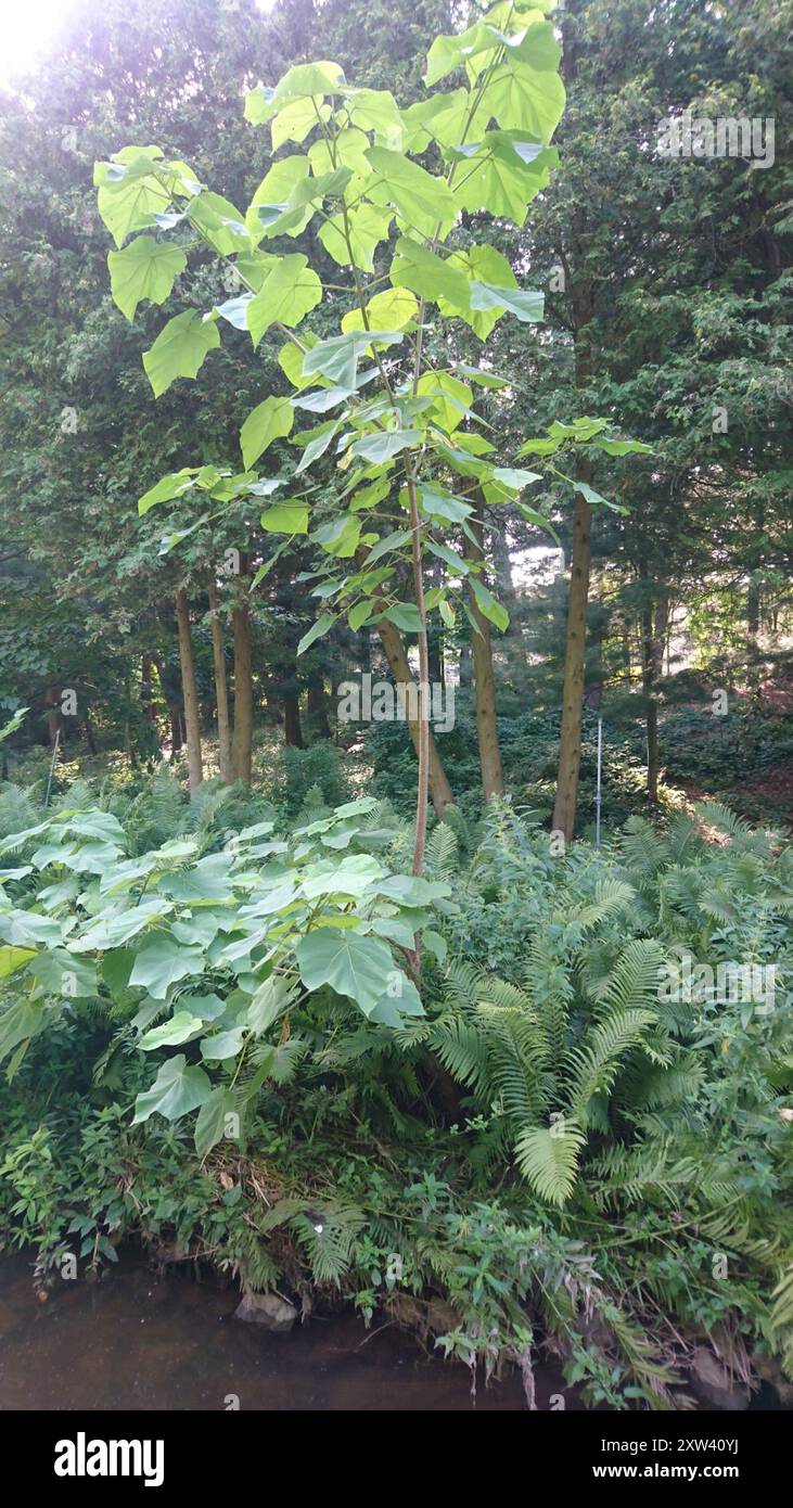 princess tree (Paulownia tomentosa) Plantae Stock Photo - Alamy