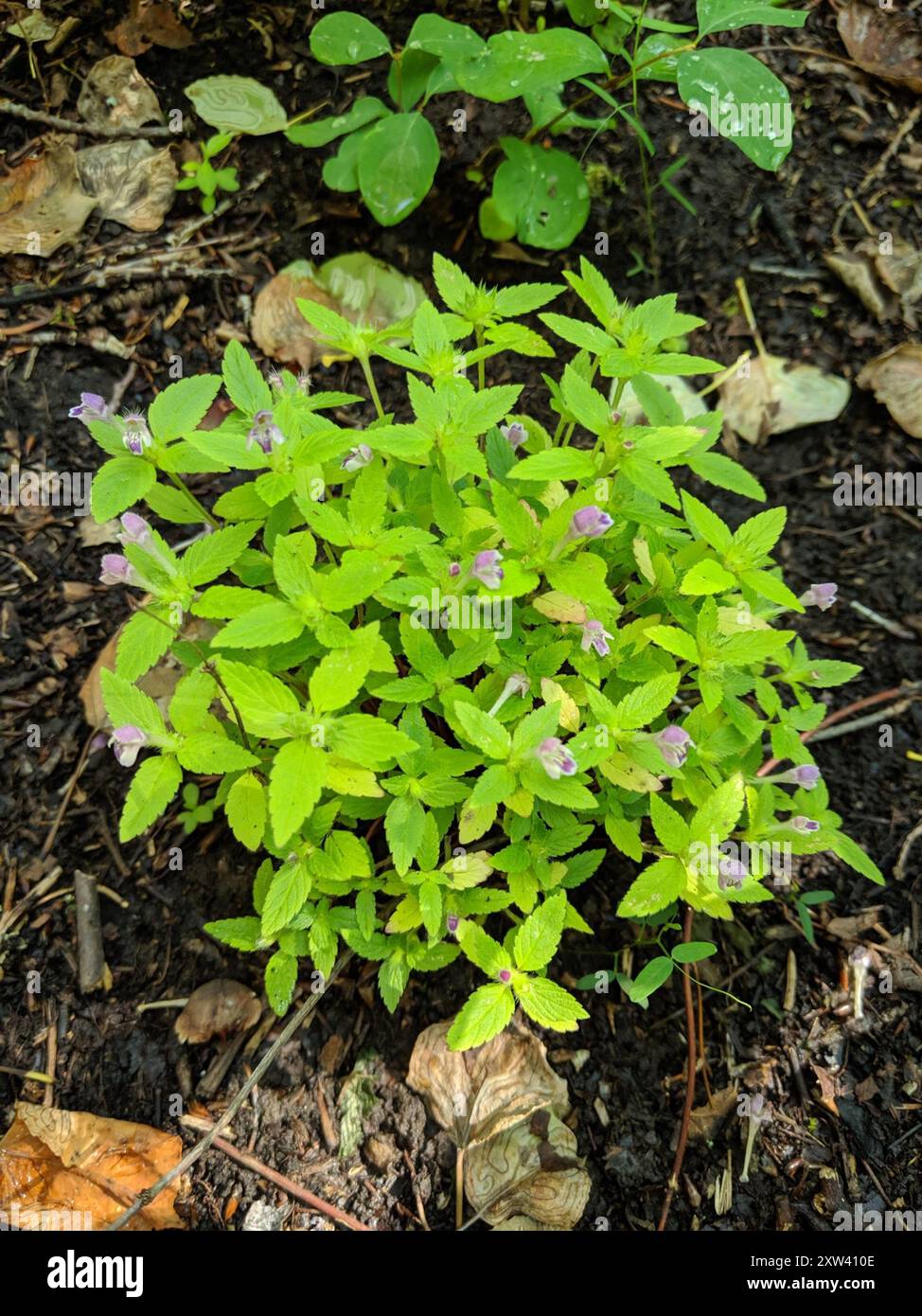 vascular plants (Tracheophyta) Plantae Stock Photo - Alamy
