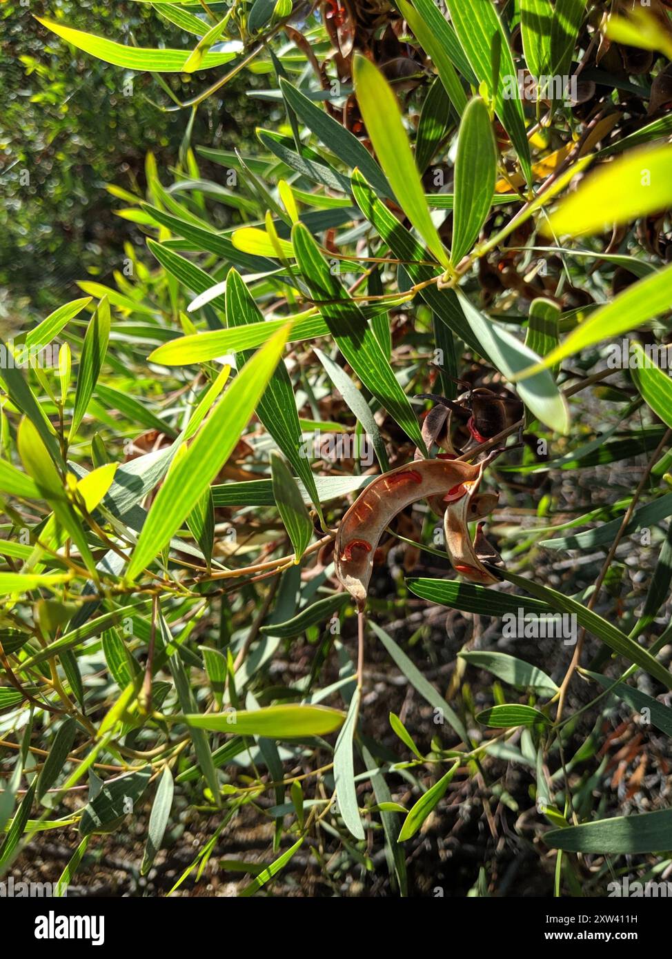 western coastal wattle (Acacia cyclops) Plantae Stock Photo - Alamy