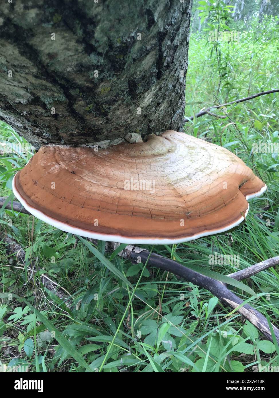 artist's bracket (Ganoderma applanatum) Fungi Stock Photo - Alamy