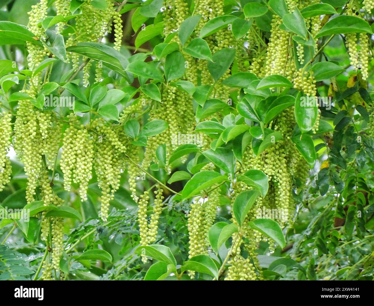 Fiveleaf Yam (Dioscorea pentaphylla) Plantae Stock Photo - Alamy
