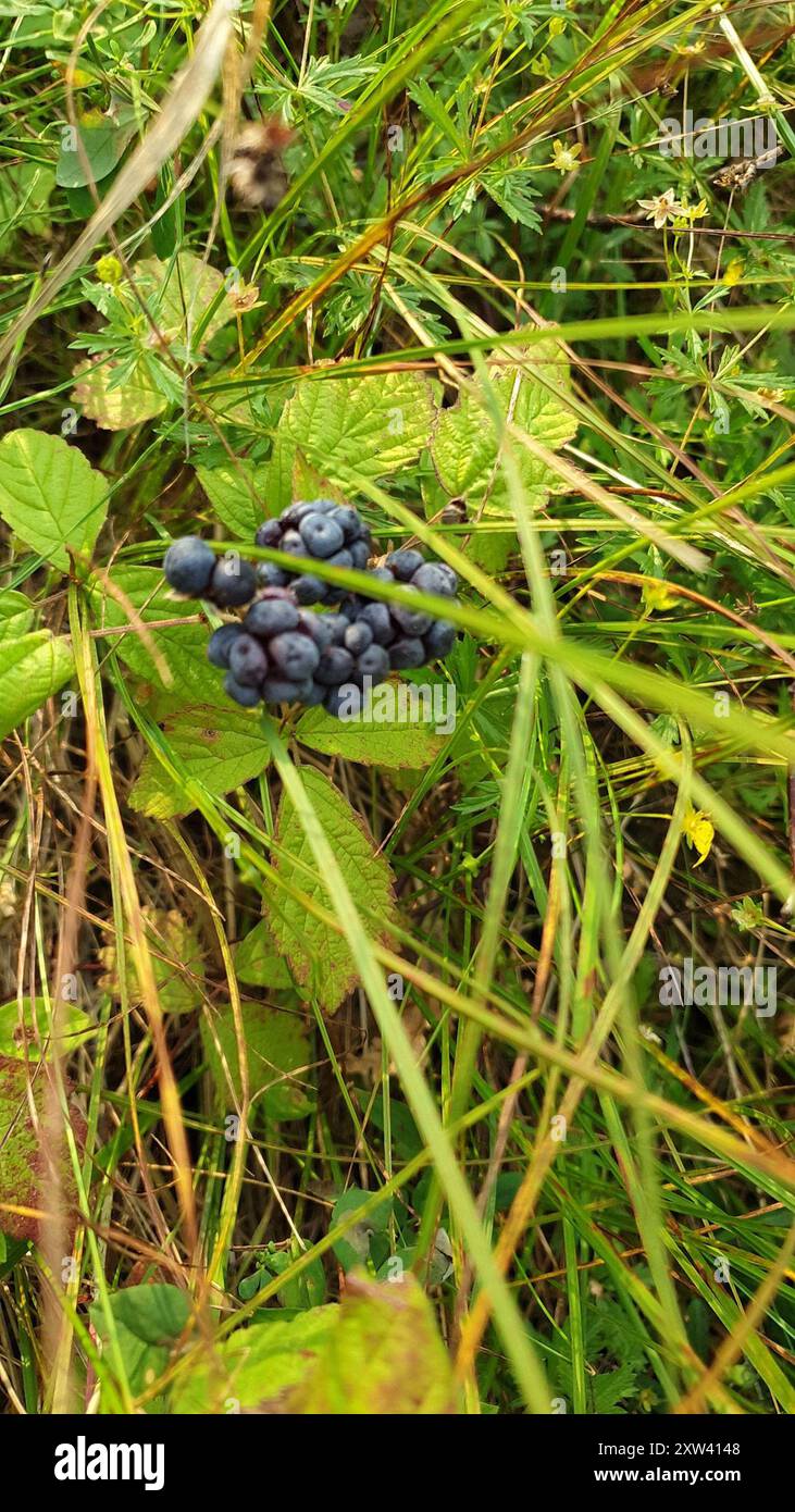 European dewberry (Rubus caesius) Plantae Stock Photo - Alamy