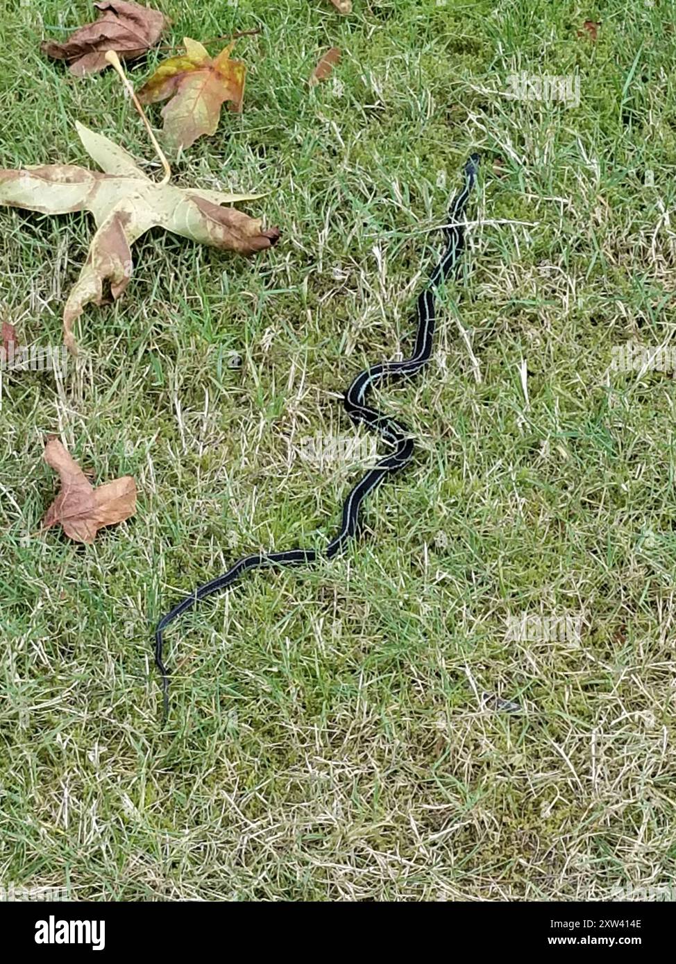 Puget sound garter snake hi-res stock photography and images - Alamy