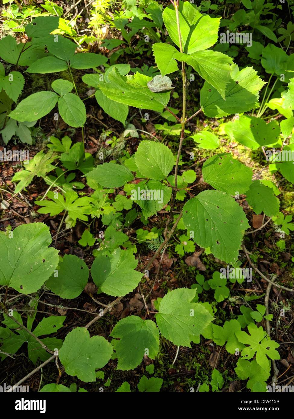 squashberry (Viburnum edule) Plantae Stock Photo - Alamy