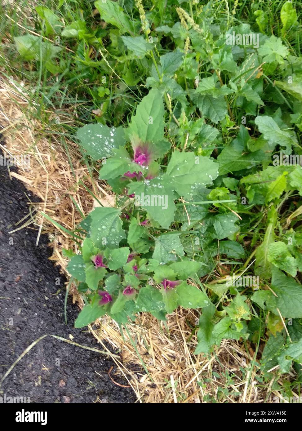 Tree spinach (Chenopodium giganteum) Plantae Stock Photo - Alamy