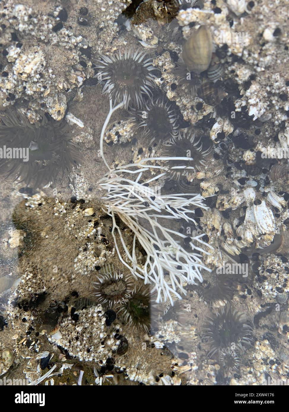 red algae (Rhodophyta) Plantae Stock Photo - Alamy