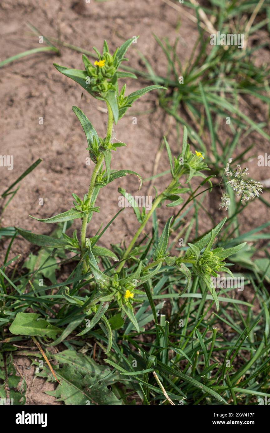 mountain tarweed (Madia glomerata) Plantae Stock Photo - Alamy