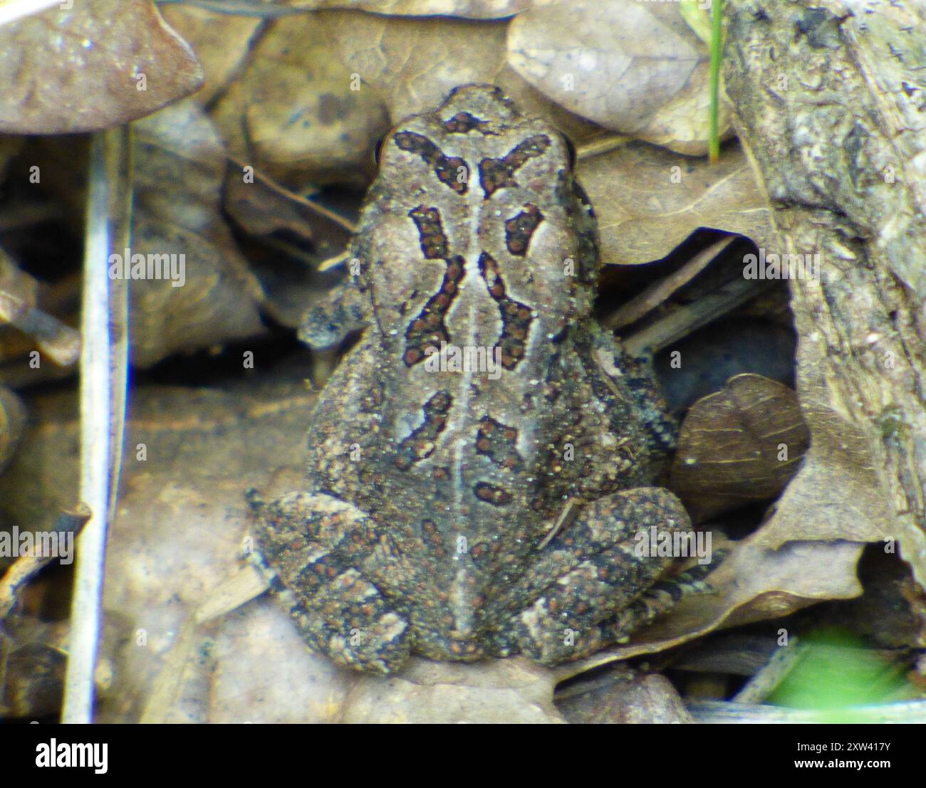 Fowler's Toad (Anaxyrus fowleri) Amphibia Stock Photo - Alamy