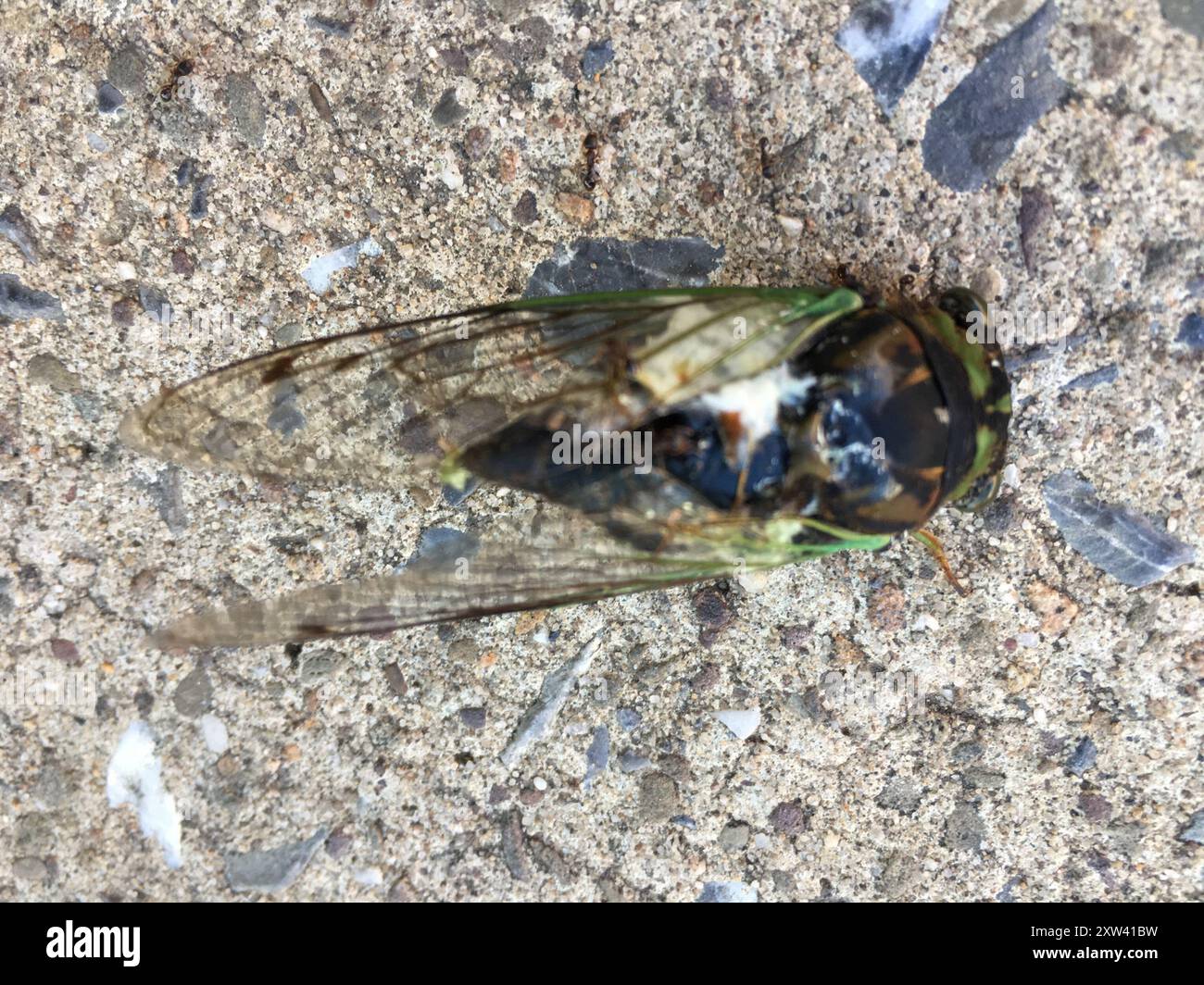 Common Swamp Cicada (Neotibicen tibicen tibicen) Insecta Stock Photo ...