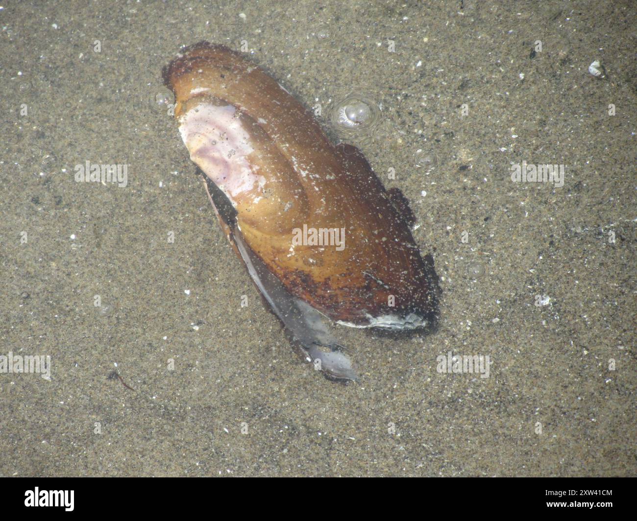Pacific Razor Clam (Siliqua patula) Mollusca Stock Photo - Alamy