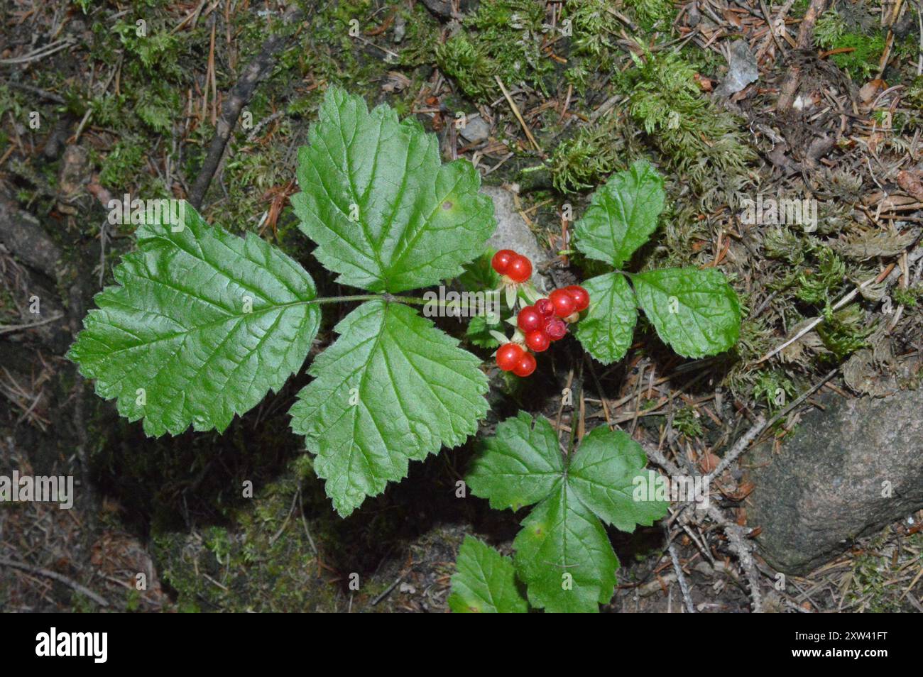 Stone Bramble (Rubus saxatilis) Plantae Stock Photo - Alamy
