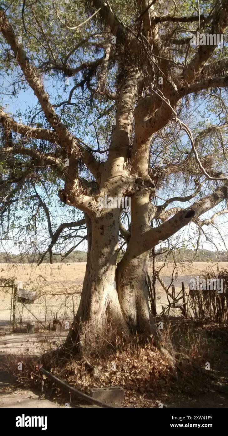 sycamore fig (Ficus sycomorus) Plantae Stock Photo - Alamy