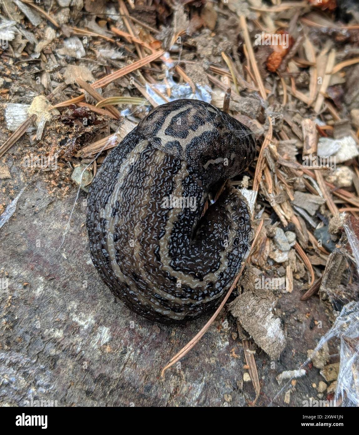 Leopard Slug (Limax maximus) Mollusca Stock Photo - Alamy