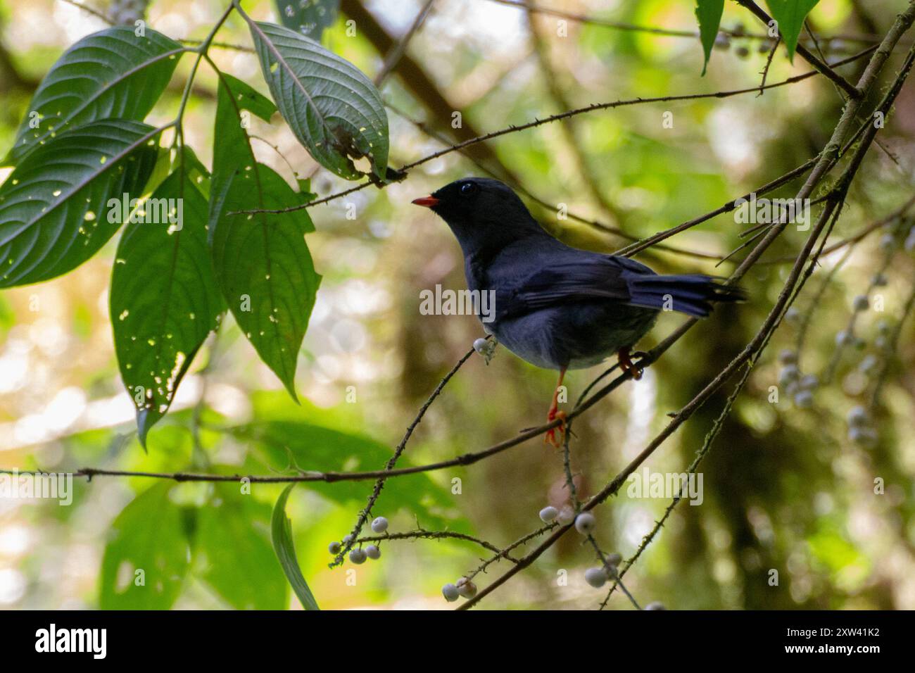 Black-faced Solitaire (Myadestes melanops) Aves Stock Photo - Alamy