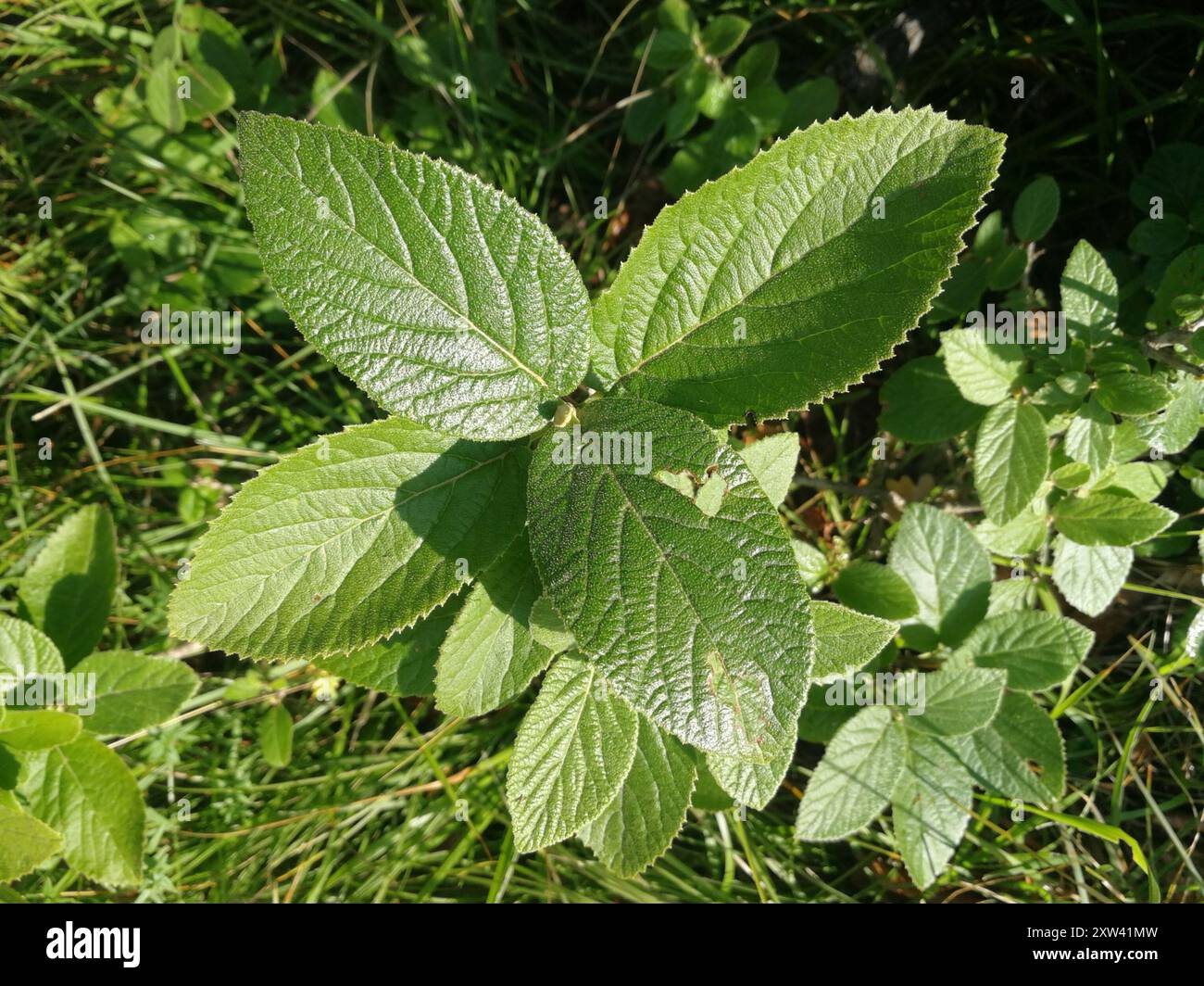 Wayfaring-tree (Viburnum lantana) Plantae Stock Photo - Alamy